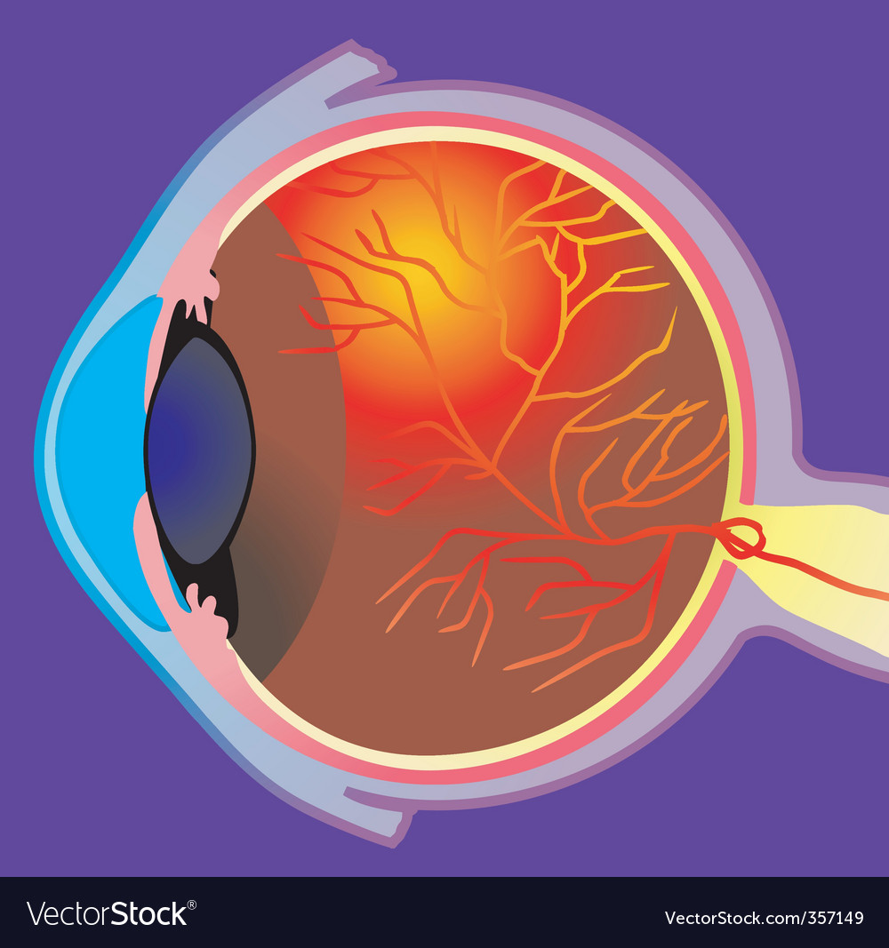 Eyeball Royalty Free Vector Image - VectorStock