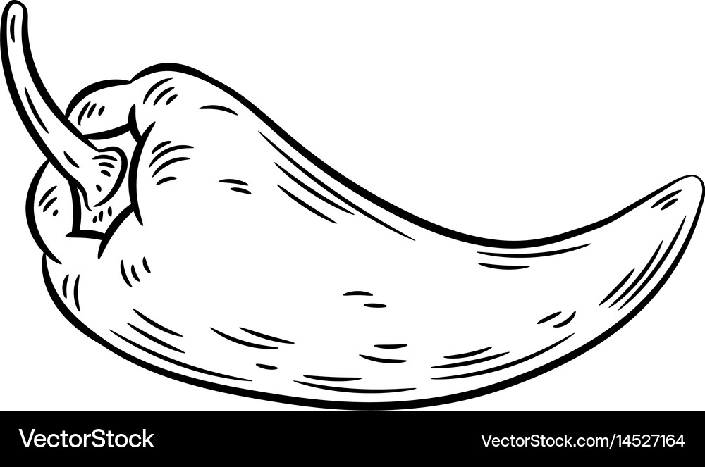 Pepper drawing isolated on white background Vector Image
