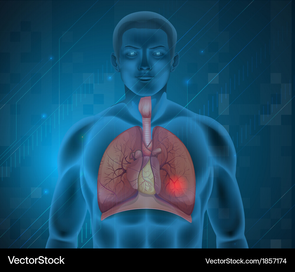 Human Respiratory System Royalty Free Vector Image
