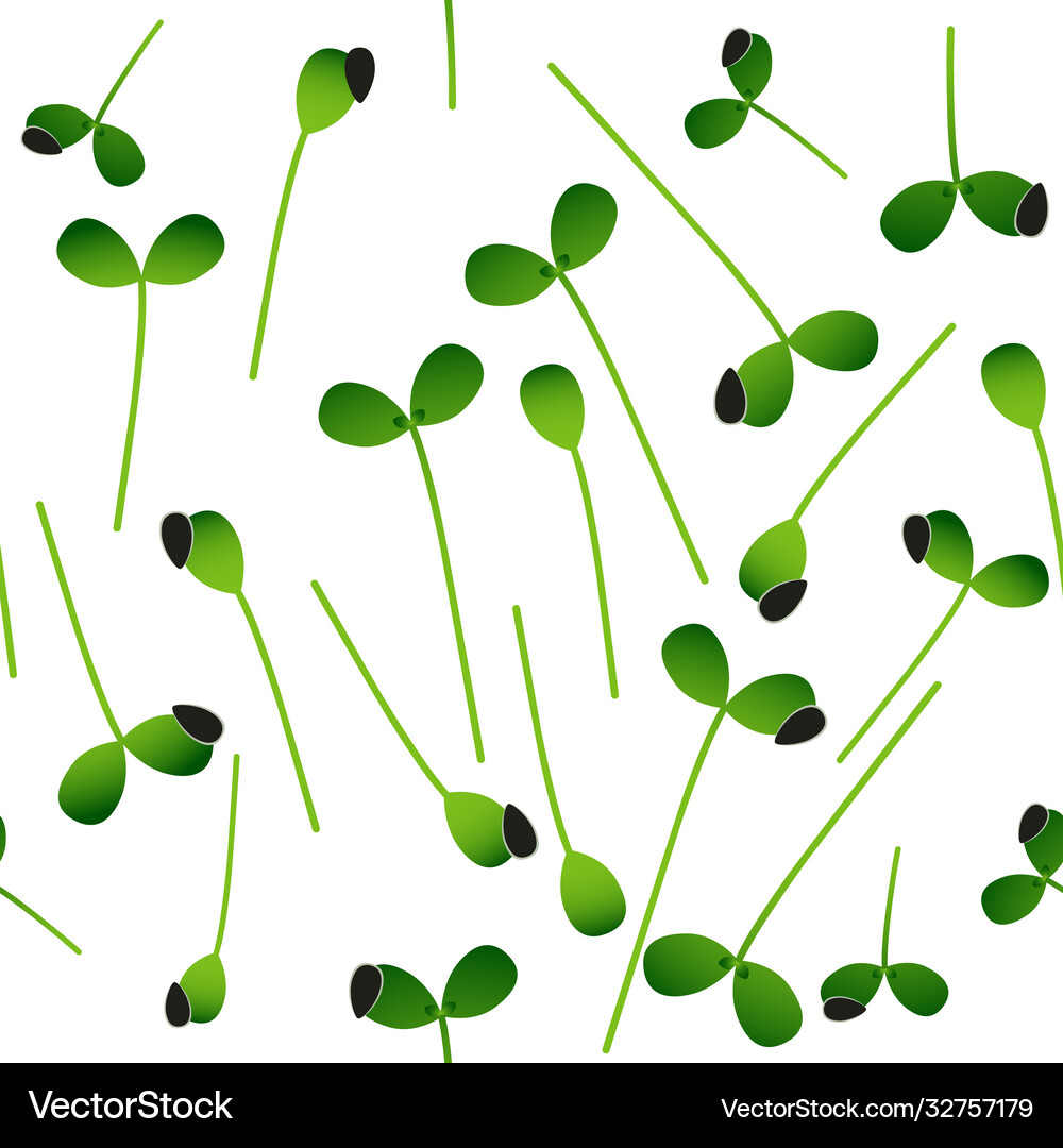 Microgreens sunflower sprouting seeds a plant Vector Image
