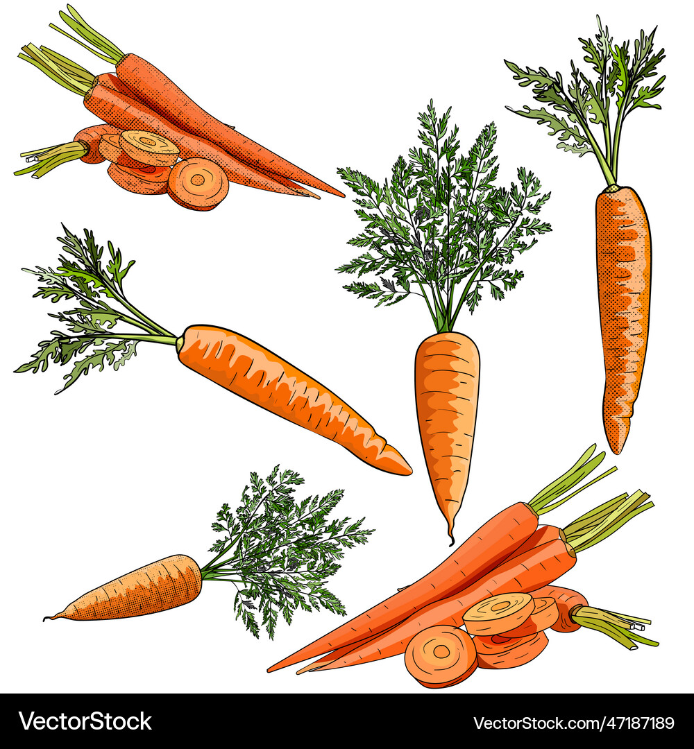 Outline with color vegetable carrot Royalty Free Vector