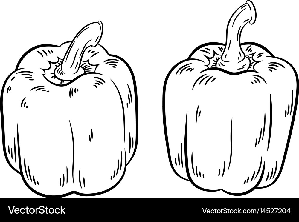 Pepper drawing isolated on white background Vector Image