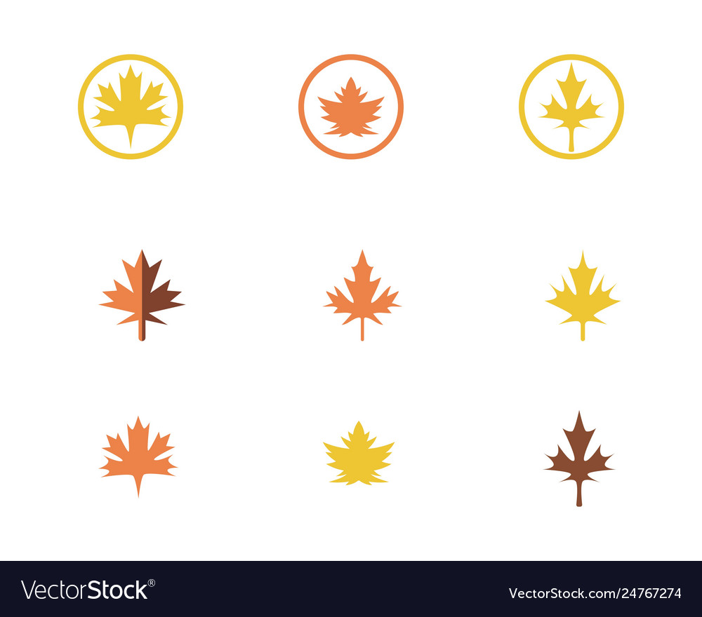 Maple leaf Royalty Free Vector Image - VectorStock