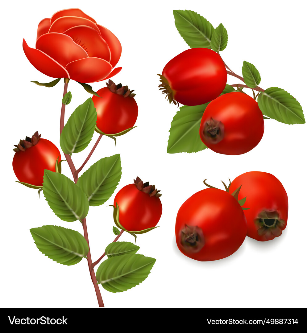 Realistic detailed 3d different red rose hip set Vector Image
