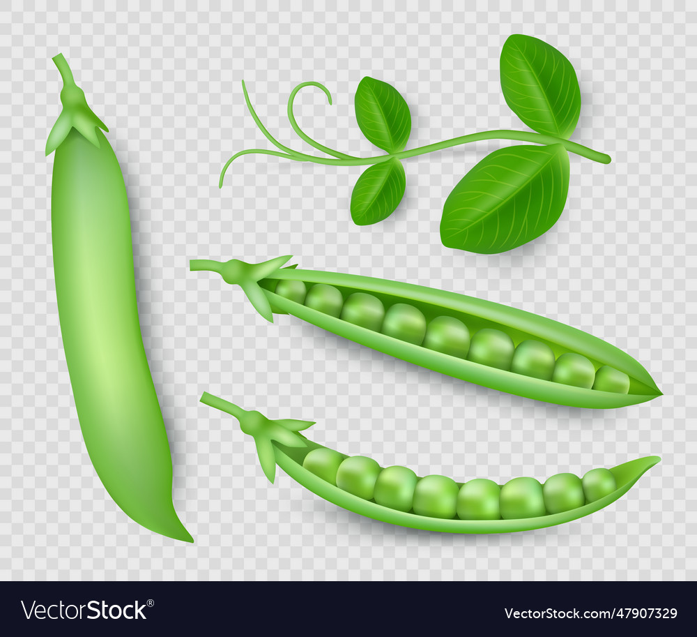 Green peas natural healthy eco products Royalty Free Vector