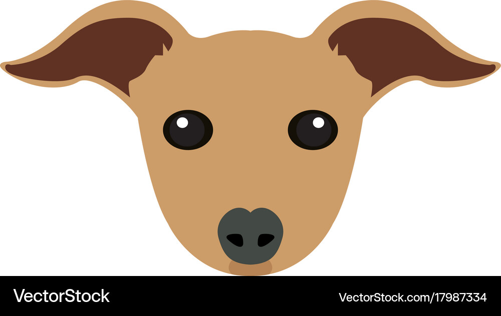 Isolated italian greyhound avatar Royalty Free Vector Image