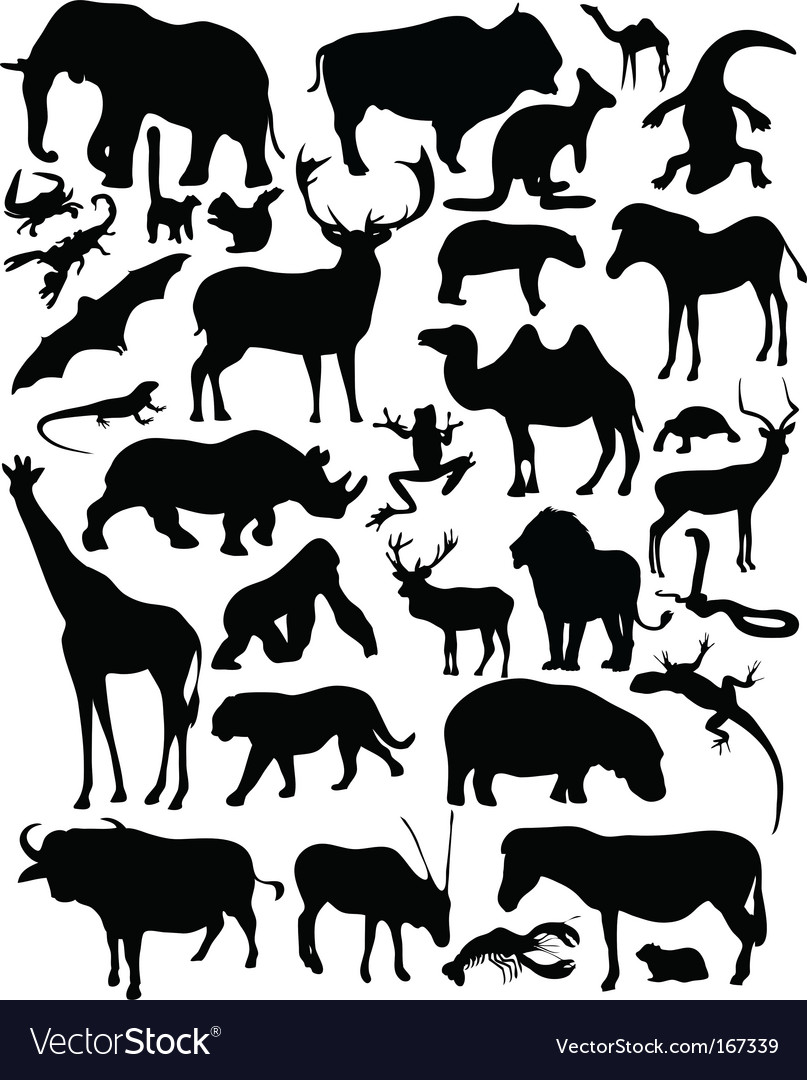 Wild animals Royalty Free Vector Image - VectorStock