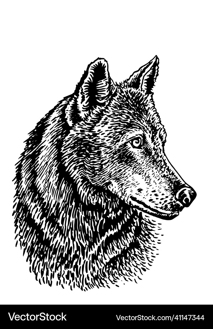 Graphical hand-drawn portrait of wolf isolated Vector Image