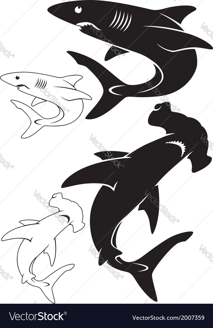 Shark Royalty Free Vector Image - VectorStock