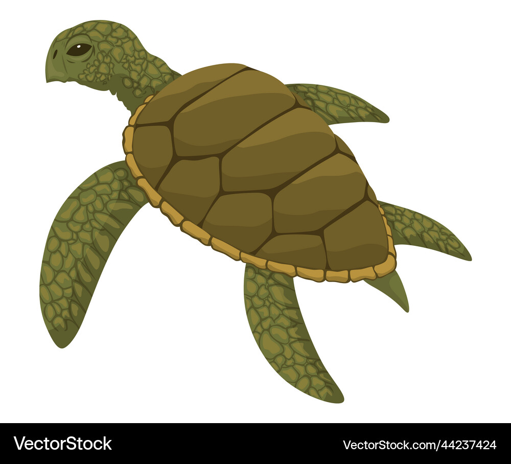 Sea turtle life cycle stage wild underwater Vector Image