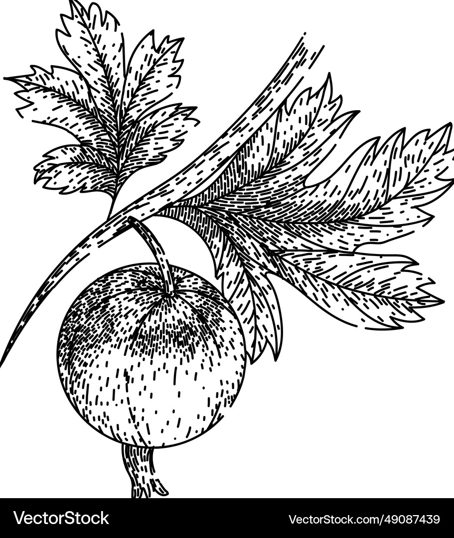 Fruit gooseberry sketch hand drawn Royalty Free Vector Image