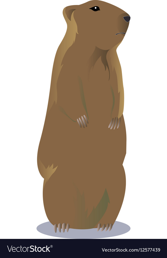 Groundhog Royalty Free Vector Image - VectorStock