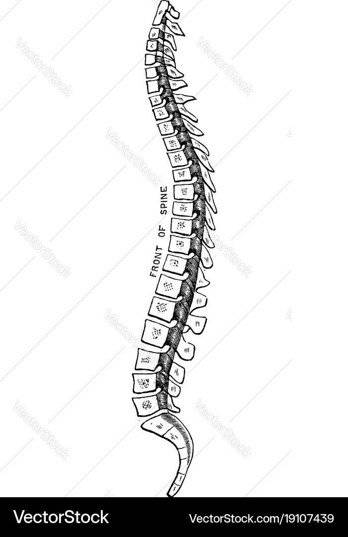 Vintage Spine Anatomy Drawing Royalty Free Vector Image