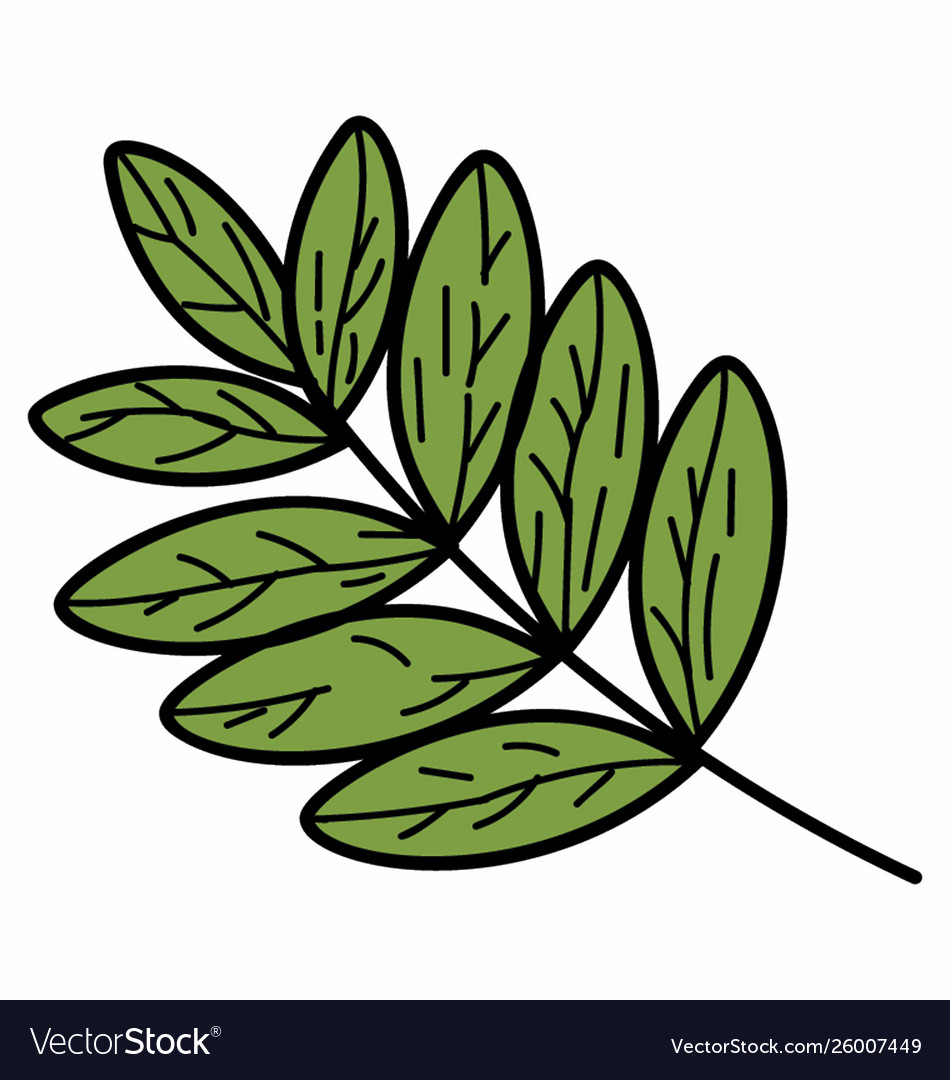 Pinnatisect leaf Royalty Free Vector Image - VectorStock