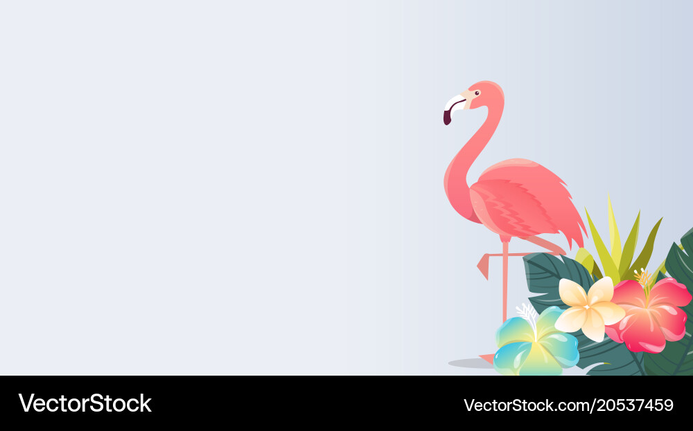 Flamingo bird design on white background Vector Image