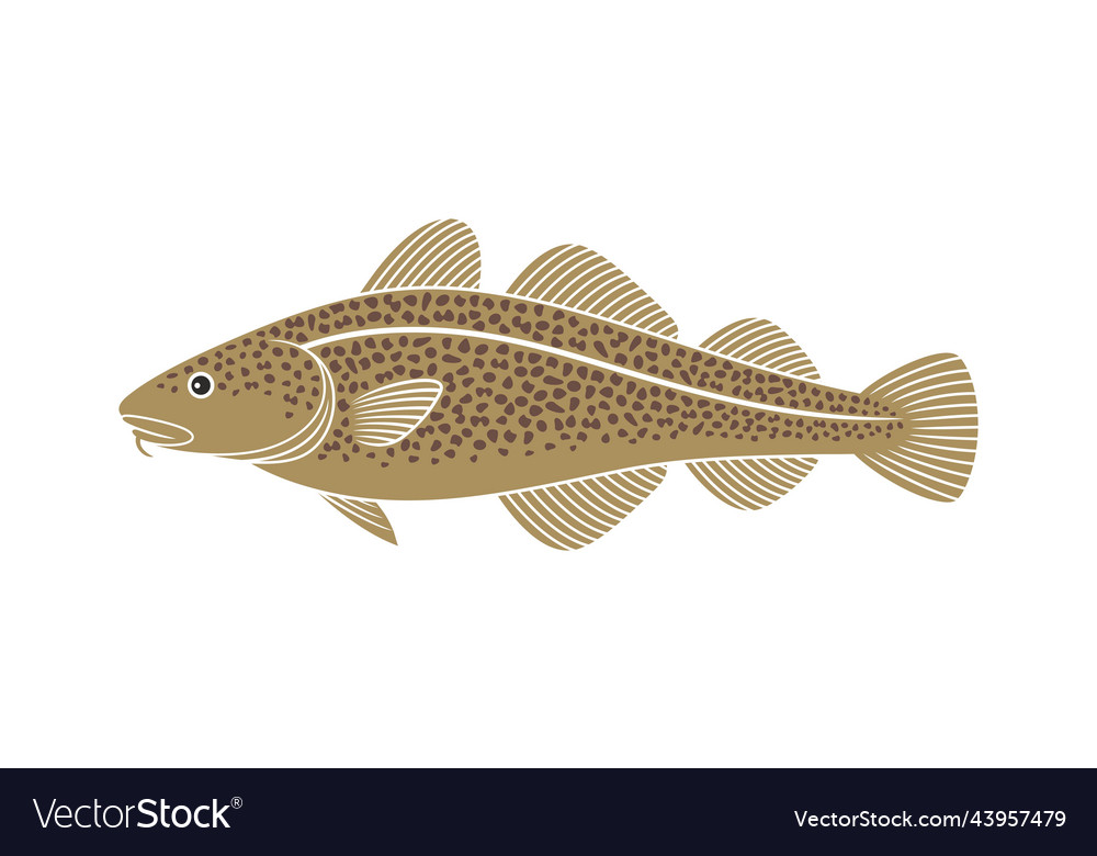 Atlantic cod Royalty Free Vector Image - VectorStock
