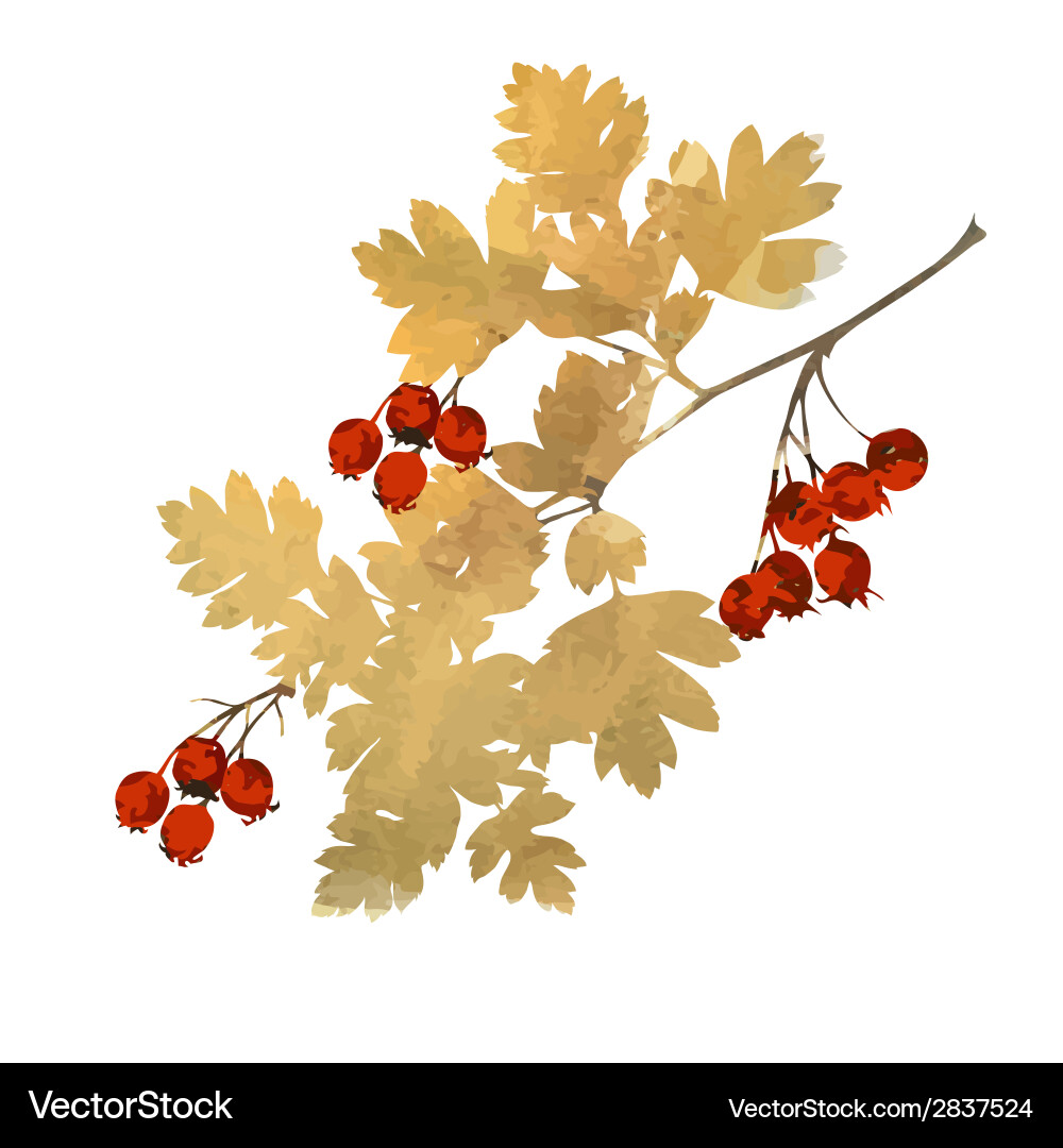 Branch of hawthorn Royalty Free Vector Image - VectorStock