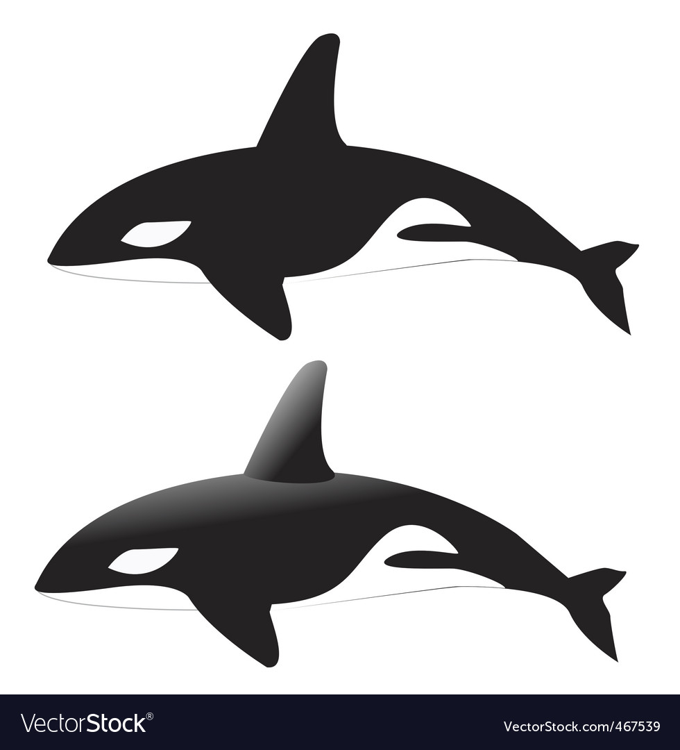 Killer whales Royalty Free Vector Image - VectorStock Killer whales Royalty Free Vector Image - VectorStock