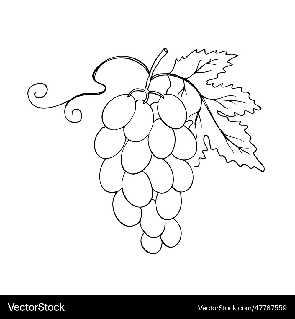 Grape vine drawing hand drawn Royalty Free Vector Image
