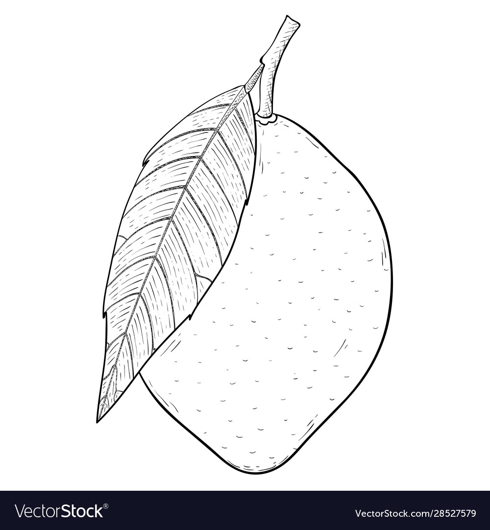 Lemon hand drawn sketch Royalty Free Vector Image