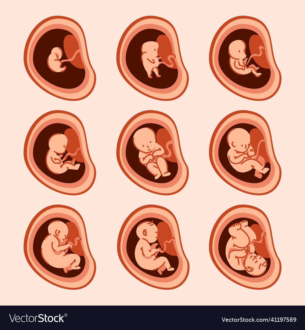 Creative fetal development set Royalty Free Vector Image