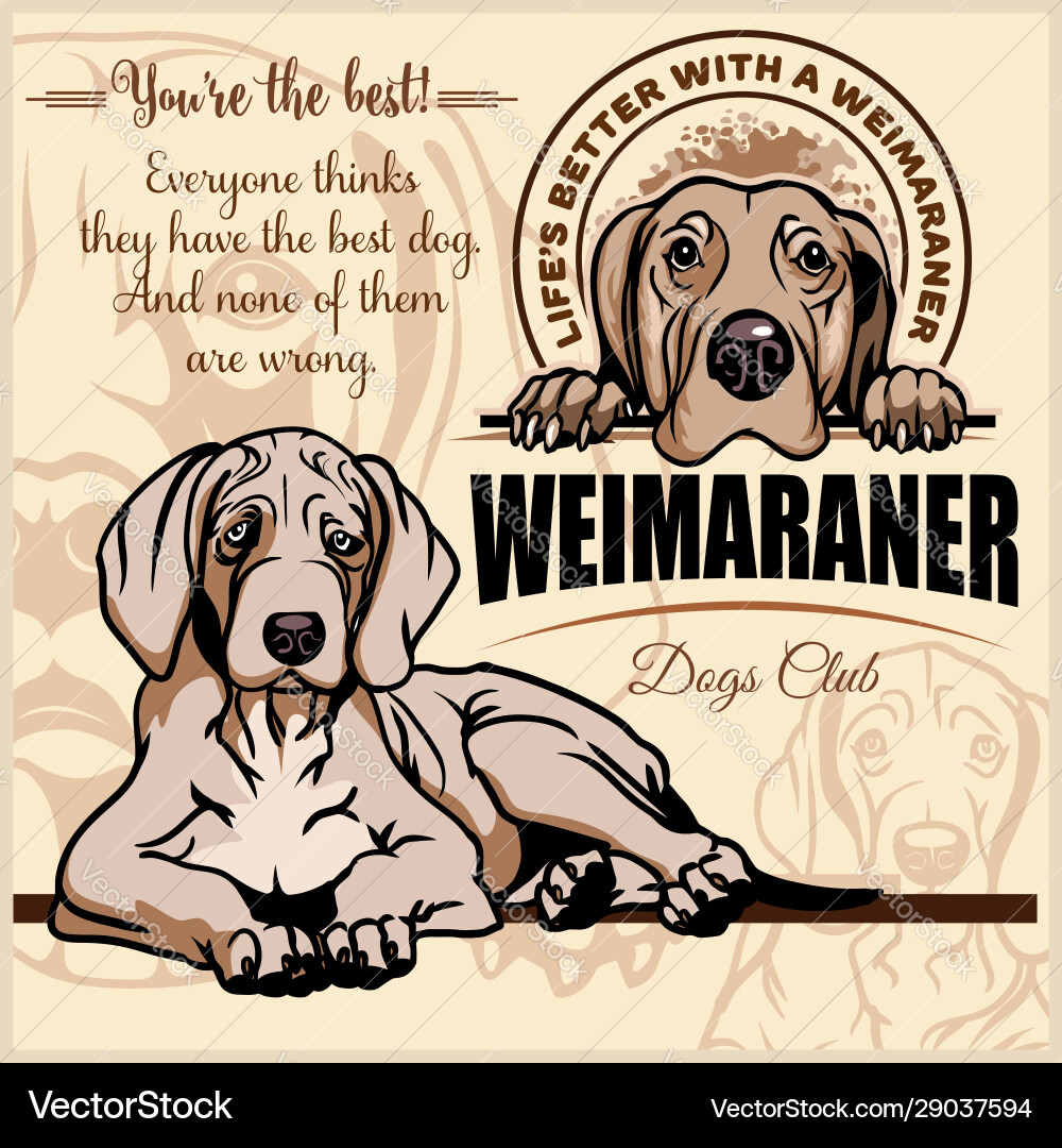 Weimaraner - set for t-shirt logo Royalty Free Vector Image