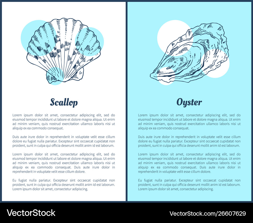 Scallop and oyster marine creatures poster Vector Image