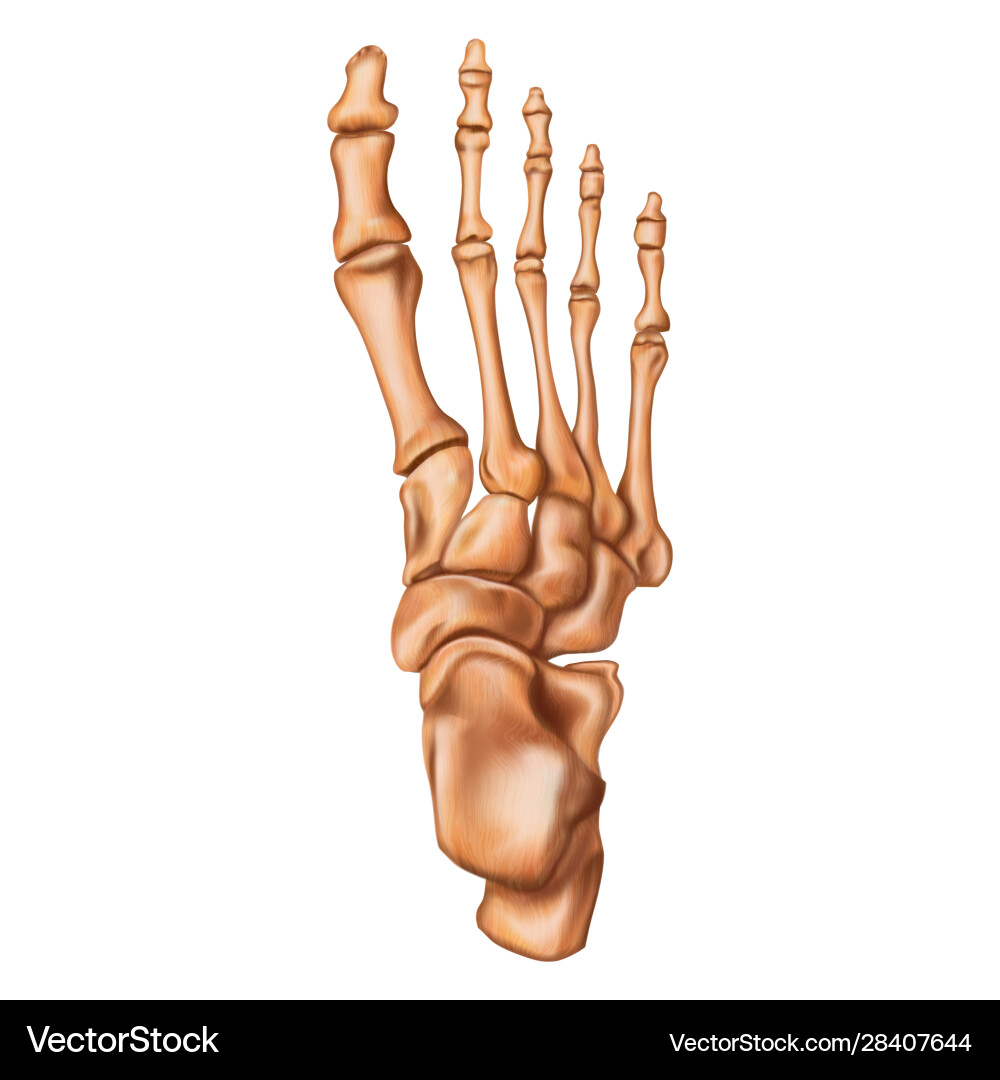 Bones human foot superior view human Royalty Free Vector
