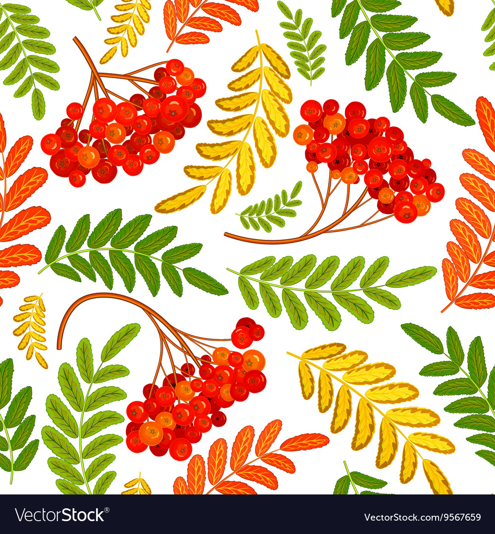 Rowan berry seamless texture autumn Royalty Free Vector