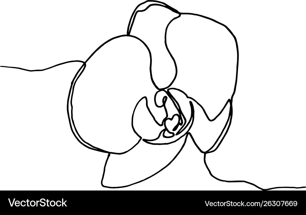 Single Line Orchid Drawing Royalty Free Vector Image