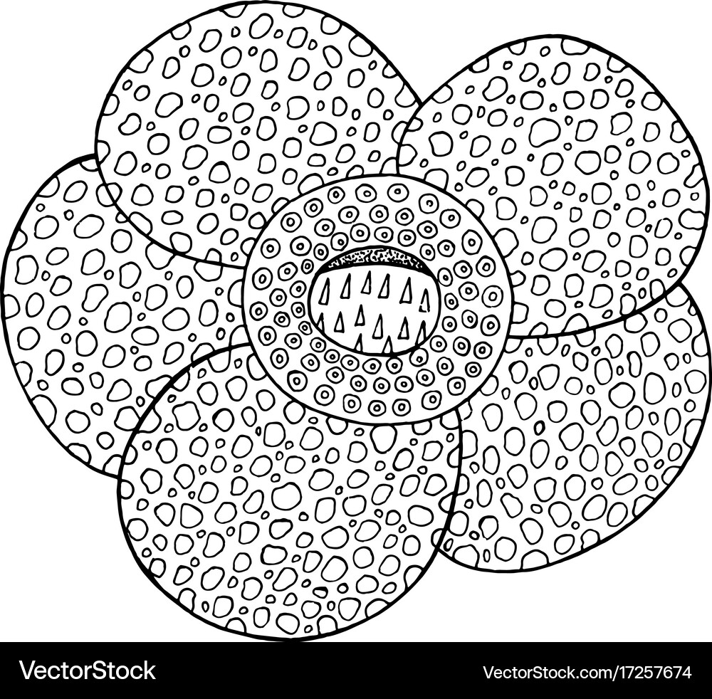 Rafflesia Flower Drawing