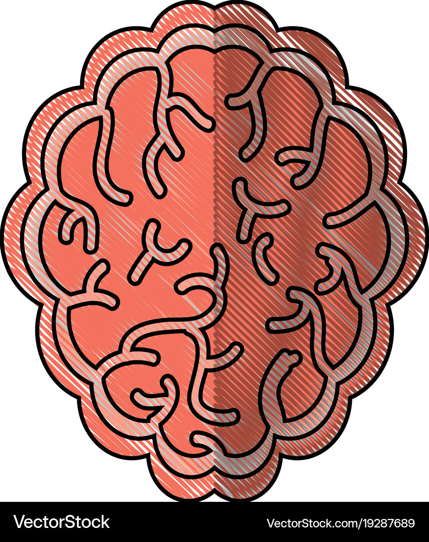 Brain organ icon Royalty Free Vector Image - VectorStock