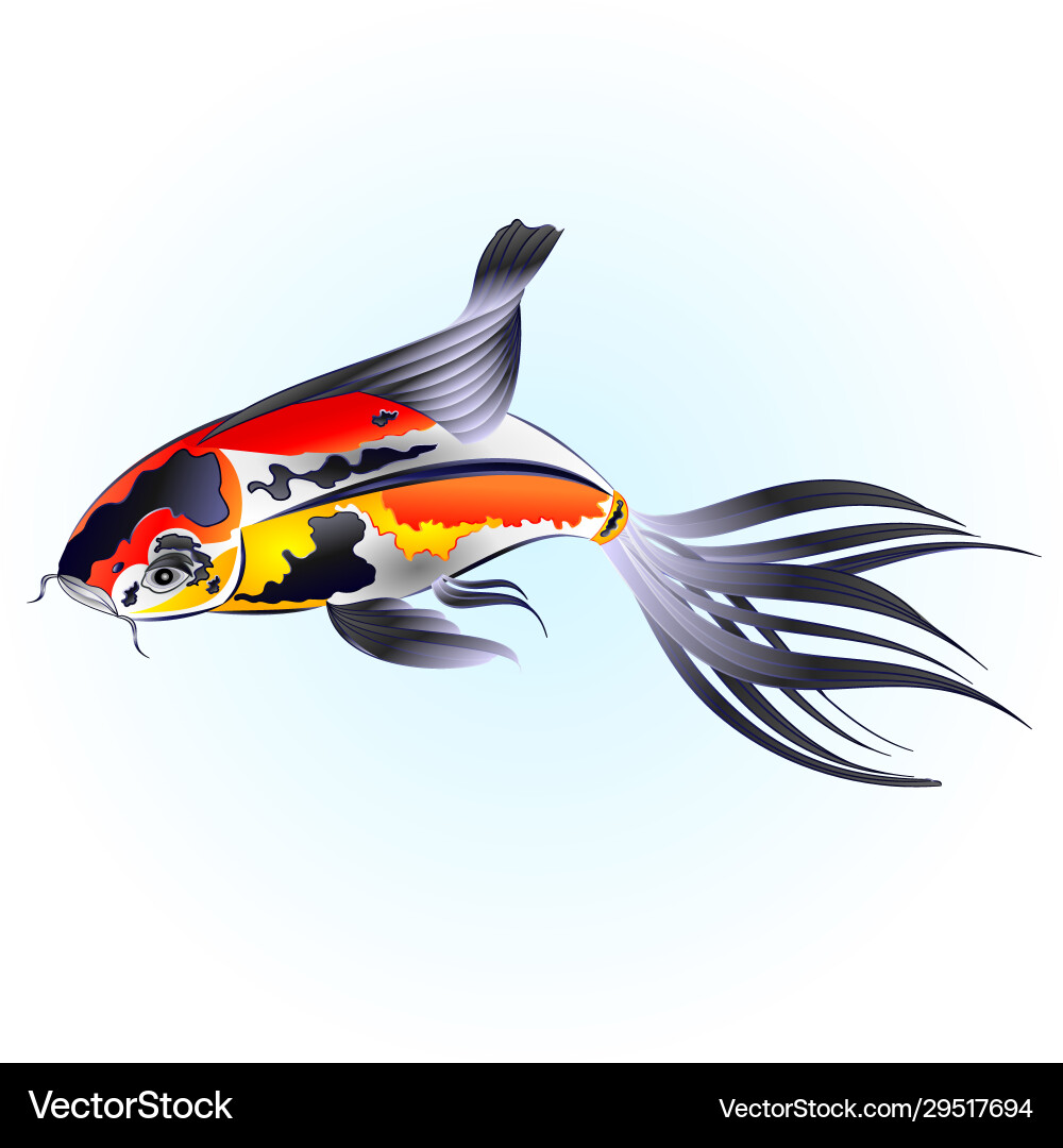 Fish beautiful japanese carp koi Royalty Free Vector Image