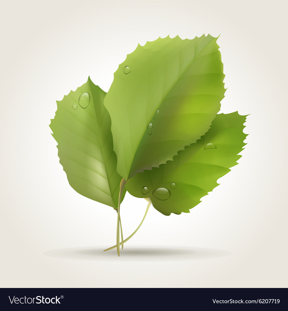 Leaf background Royalty Free Vector Image - VectorStock