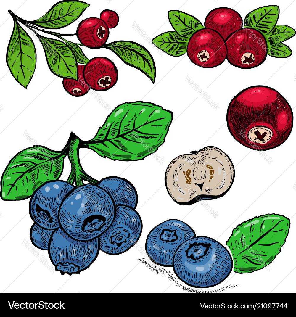 Hand drawn blueberry purple berries and red Vector Image