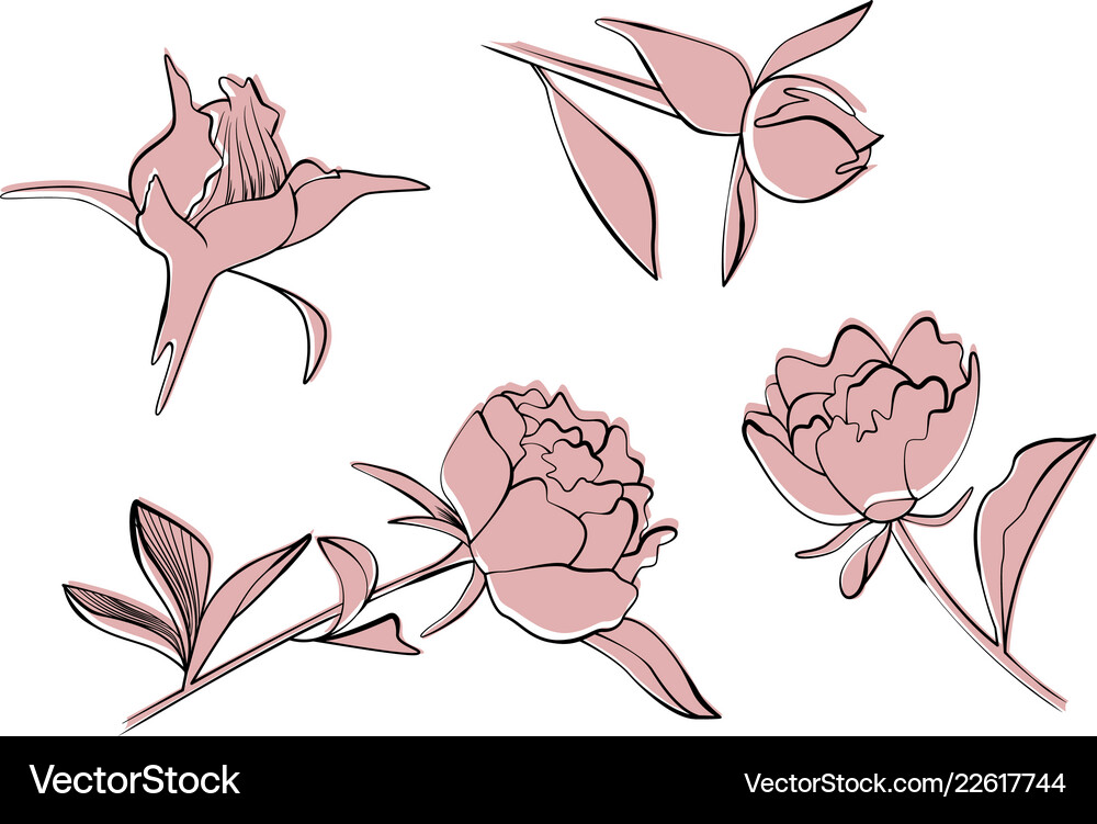 Peony set doodle isolated Royalty Free Vector Image