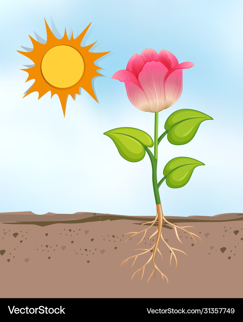 Blossom flower under sun Royalty Free Vector Image