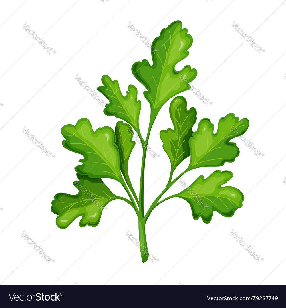 Cilantro Royalty Free Vector Image - VectorStock