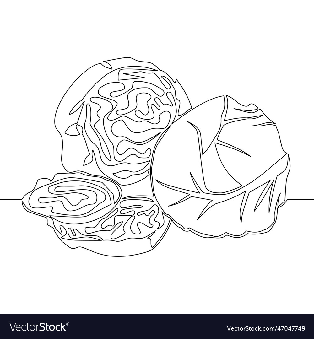 Continuous line drawing vegetables two cabbage Vector Image
