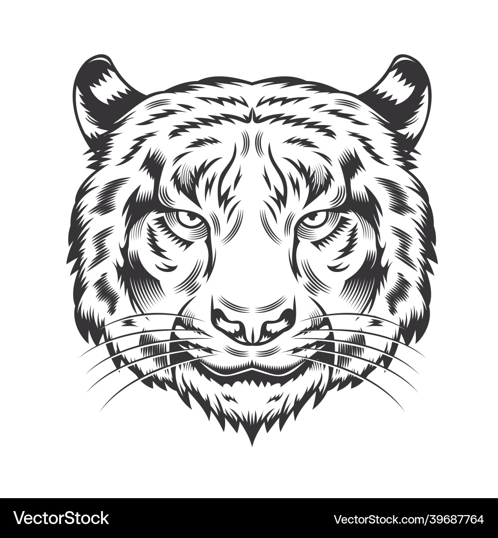 Tiger head design on white background head Vector Image