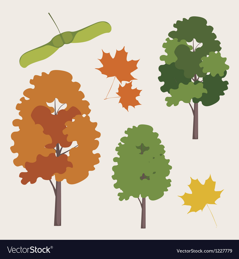Maple tree Royalty Free Vector Image - VectorStock