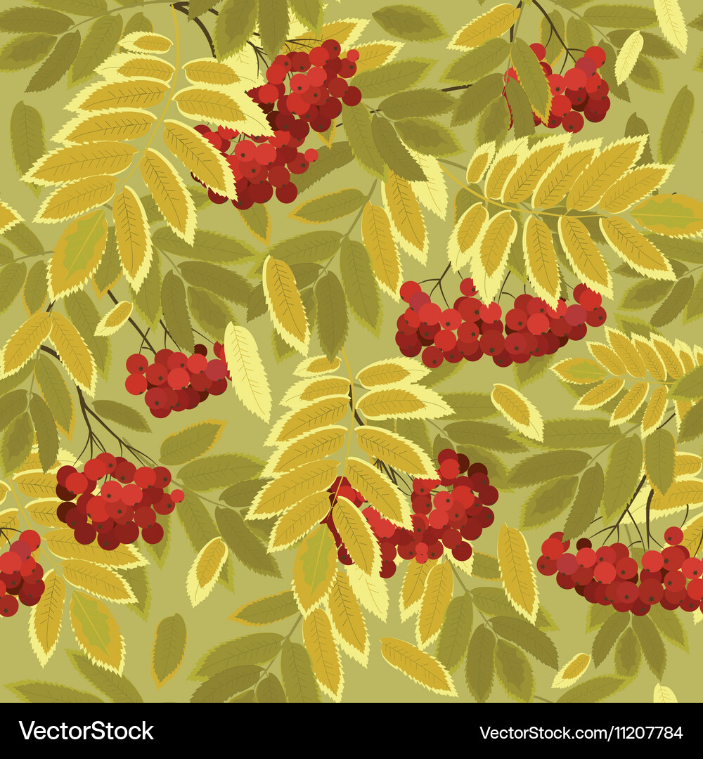 Autumn rowan Royalty Free Vector Image - VectorStock