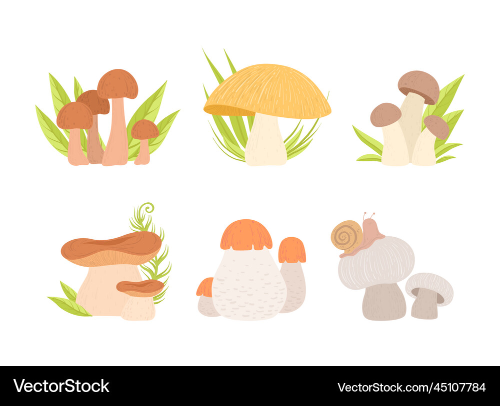 Forest mushrooms with stem and cap growing Vector Image