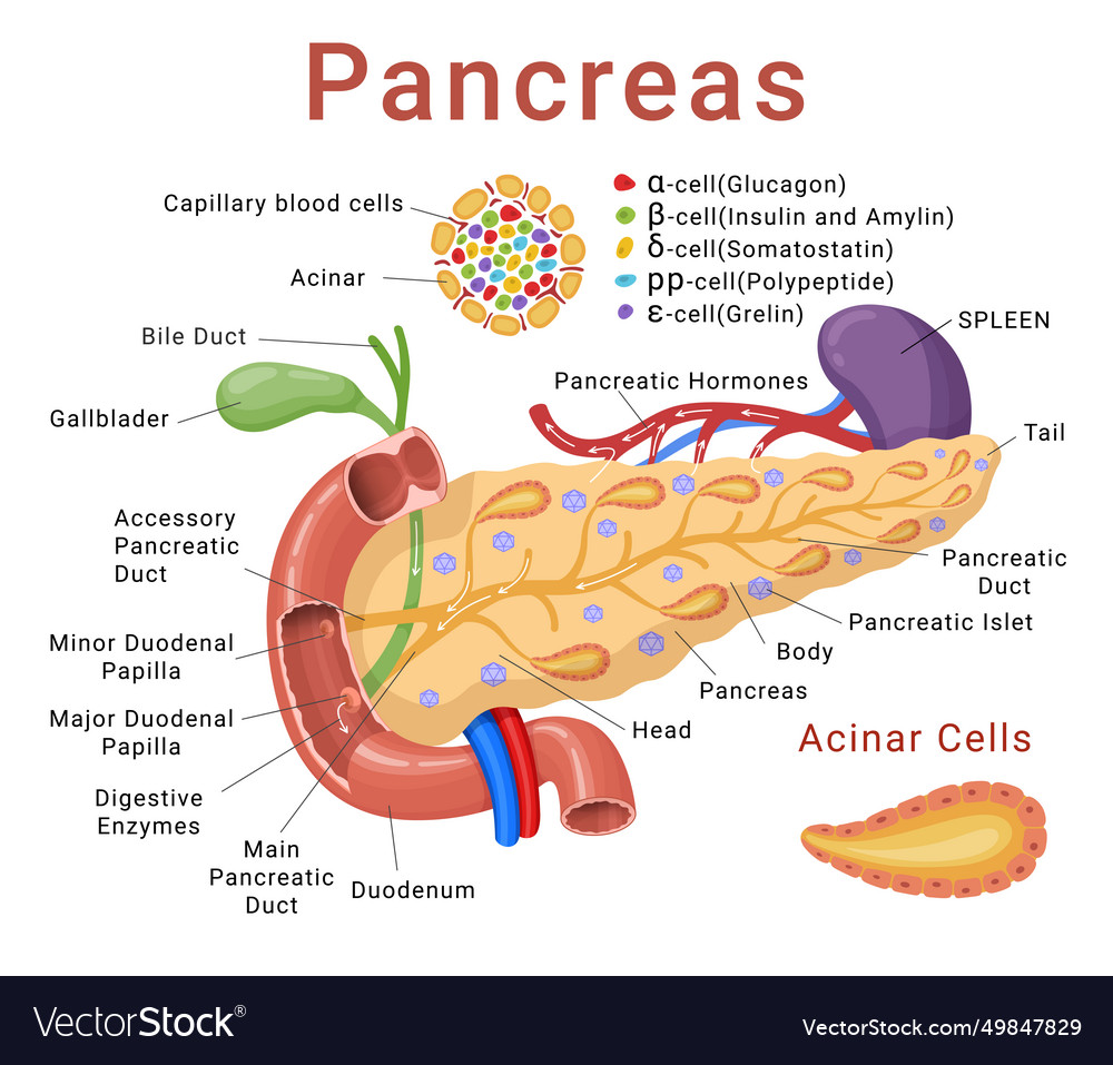 Pancreas infographics medical scheme anatomical Vector Image Pancreas infographics medical scheme anatomical Vector Image