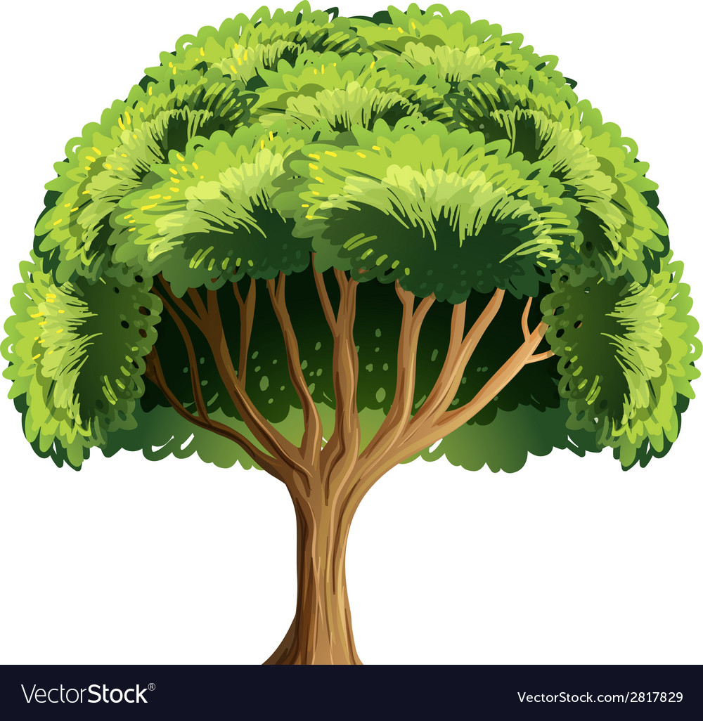 Tree Royalty Free Vector Image - VectorStock