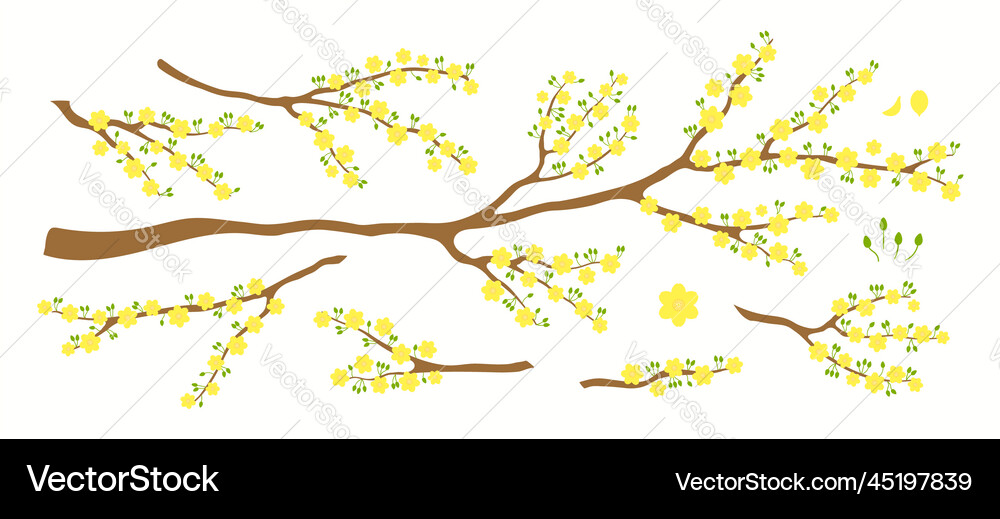 Yellow apricot blossoms flowers tree branch set Vector Image
