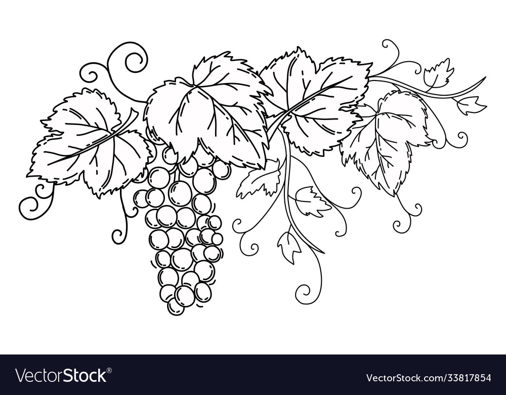 Bunch grapes with leaves black outline Royalty Free Vector