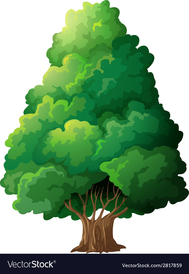 Tree Royalty Free Vector Image - VectorStock