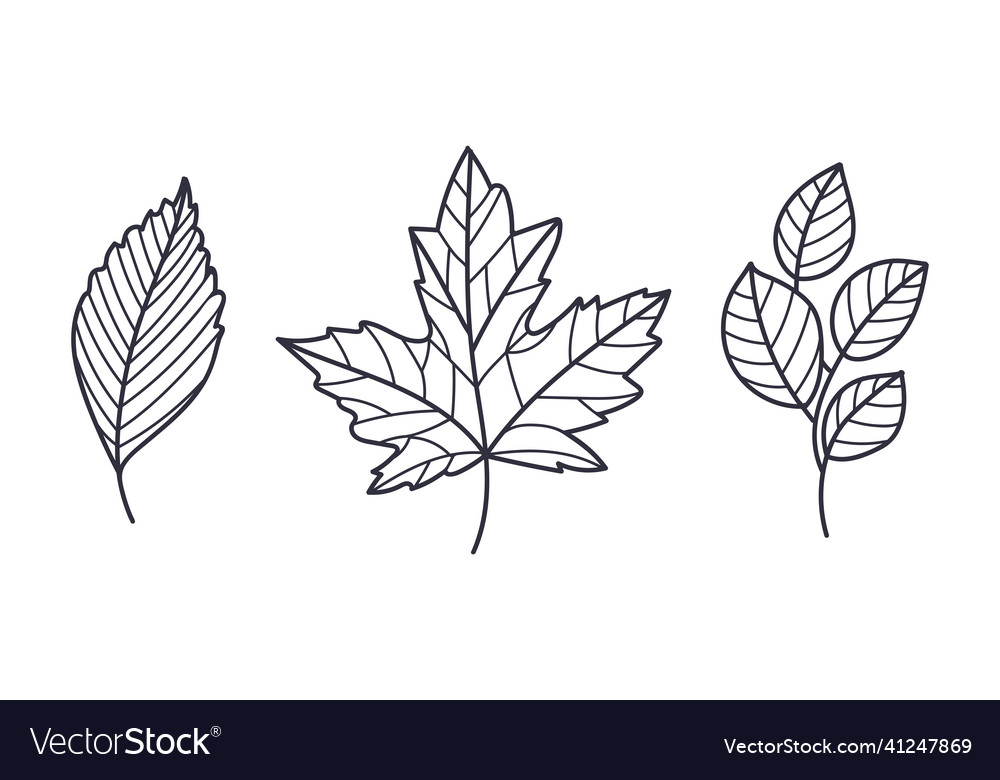 Hand drawn autumn leaf contour or outline Vector Image Hand drawn autumn leaf contour or outline Vector Image