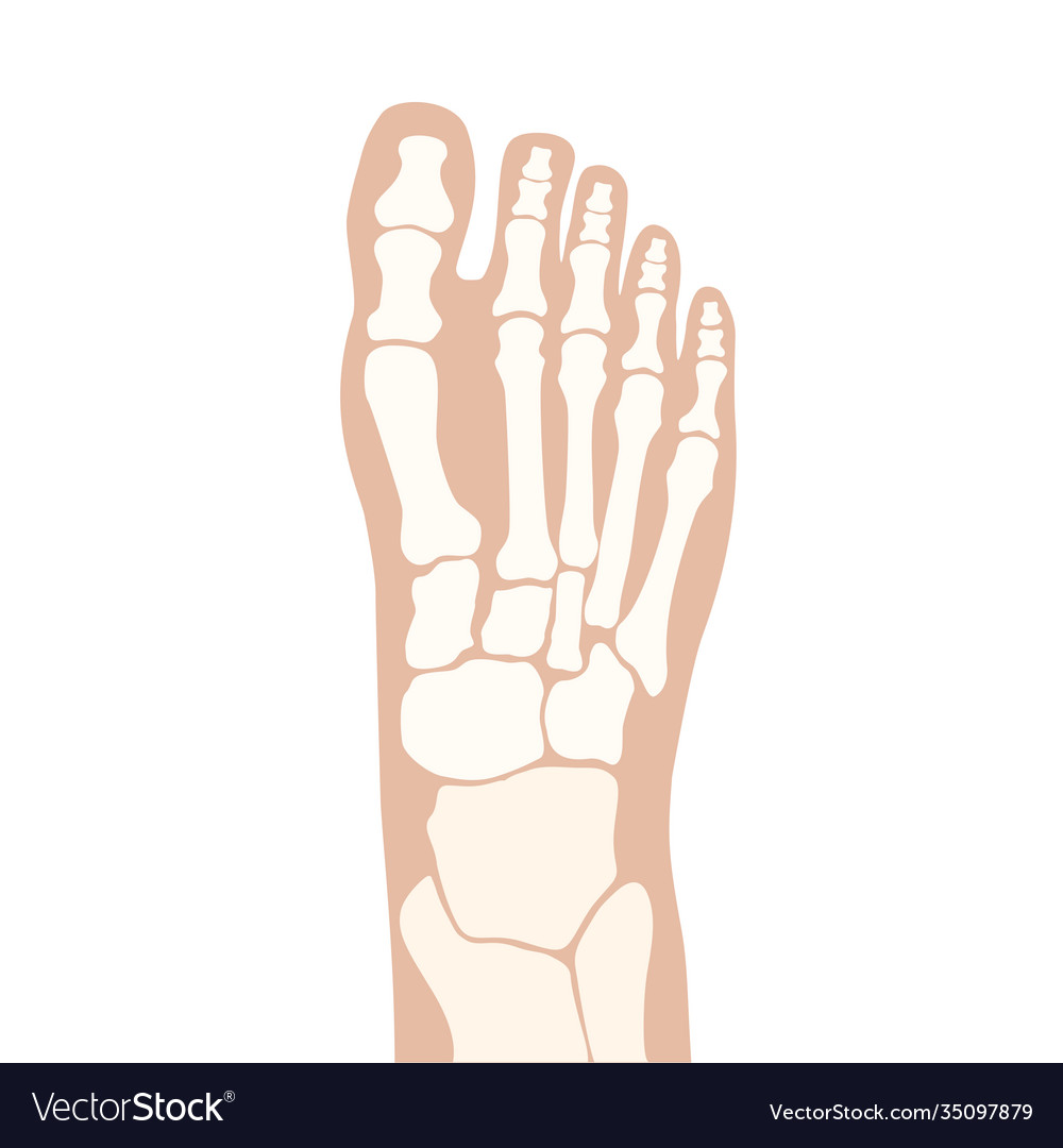 Normal bones concept Royalty Free Vector Image